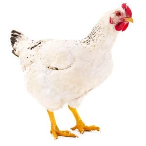 Delaware Chicken: Care, Egg Laying and Pictures