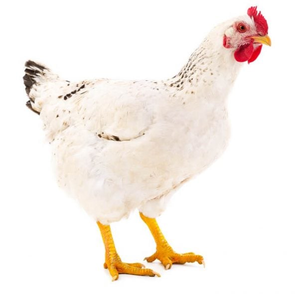 Delaware Chicken: Care, Egg Laying and Pictures