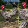 Andalusian Chicken: All You Need To Know About This Blue Hen - The ...