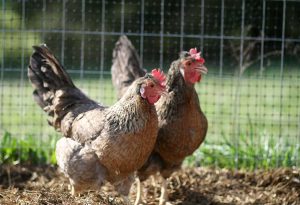 Cream Legbar Chicken: Is This Blue Egg Wonder The Chicken For You ...