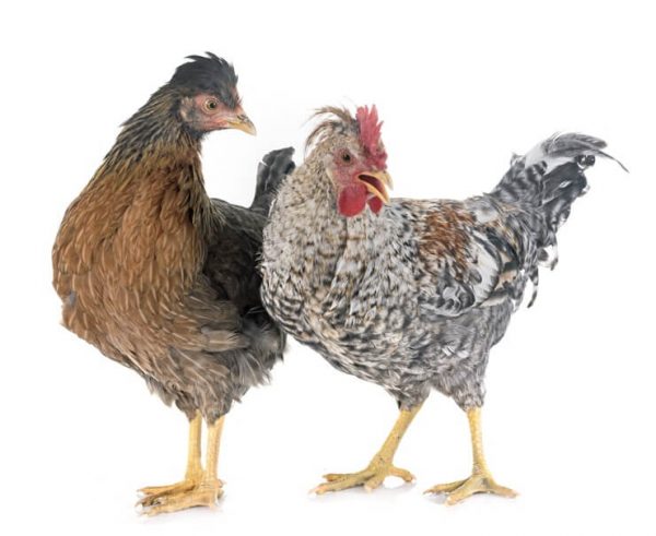 Cream Legbar Chicken: Is This Blue Egg Wonder The Chicken For You ...