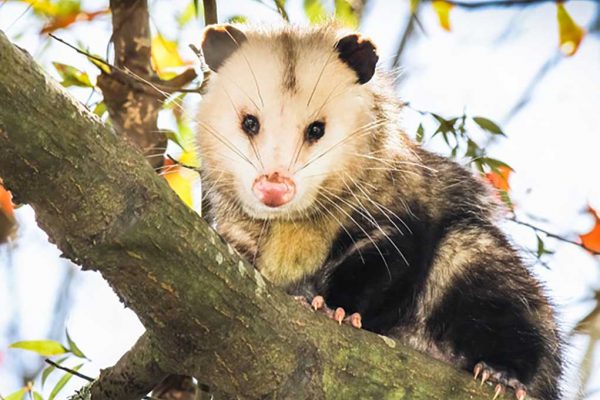 Possums Eat Chickens? How To Keep Your Flock Safe