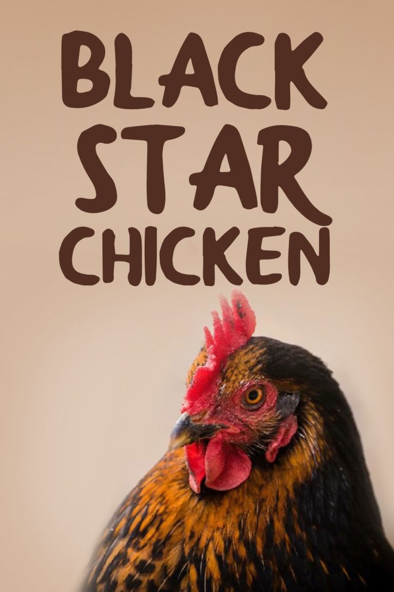 Black Star Chicken: Learn All About This Super Star Layer - The Happy ...