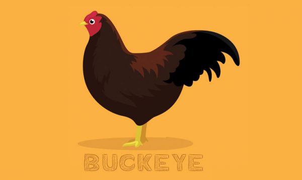 Buckeye Chicken: Is This All American Chicken Right For Your Flock ...