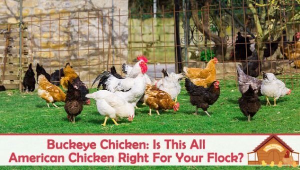 Buckeye Chicken: Is This All American Chicken Right For Your Flock ...