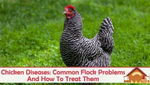 5 Chicken Diseases & Treatment - The Happy Chicken Coop