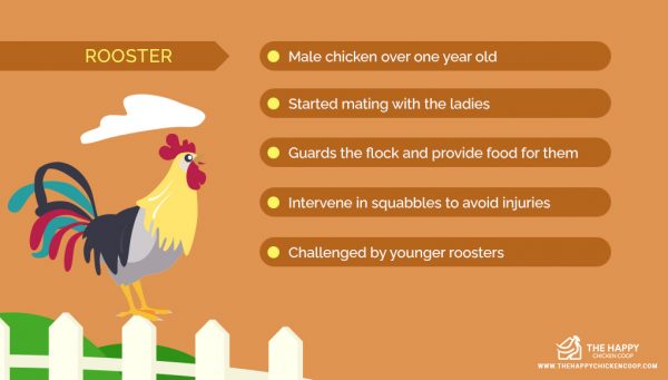 Hen Vs Chicken: Do You Know The Difference?
