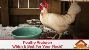Poultry Waterer: Which Is Best For Your Flock?