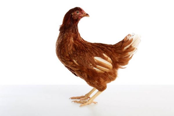 Red Ranger Chicken: The Complete Care Guide - The Happy Chicken Coop