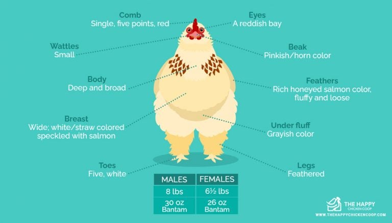 Salmon Faverolle All You Need To Know: Personality and Egg Color