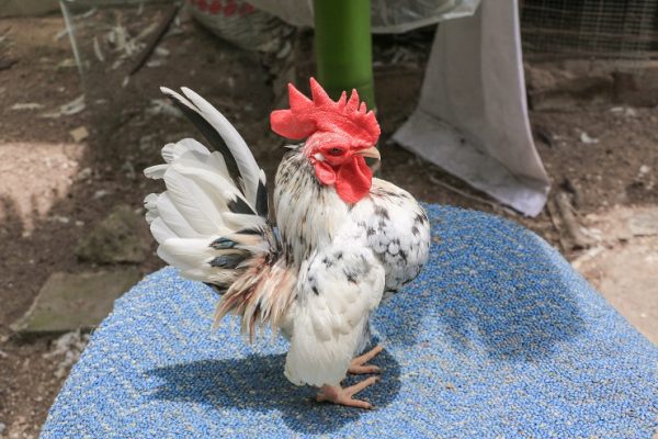 31 Best Desert Chicken Breeds - The Happy Chicken Coop