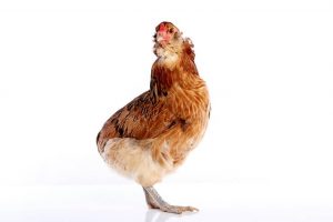 Easter Egger: Everything You Need To Know About This Chicken