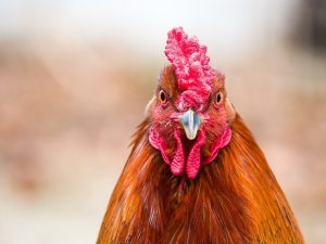Everything You Need To Know About Chicken Combs