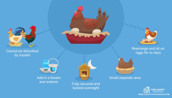 How Are Chicken Eggs Fertilized - The Happy Chicken Coop