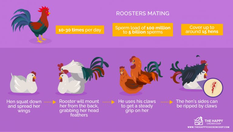 How Are Chicken Eggs Fertilized - The Happy Chicken Coop