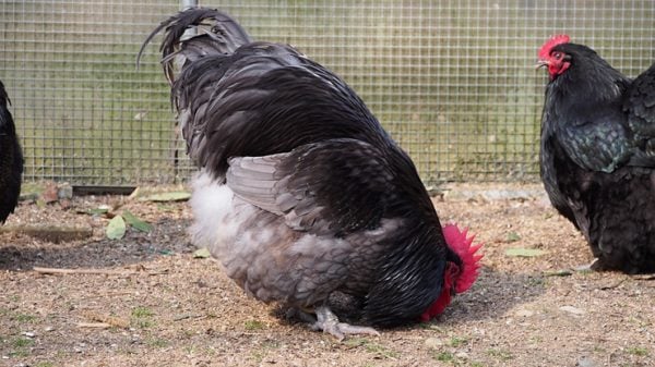 Orpington All You Need To Know: Personality and Egg Color