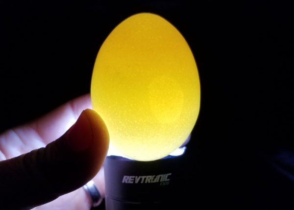 The Complete Beginner's Guide To Egg Candling
