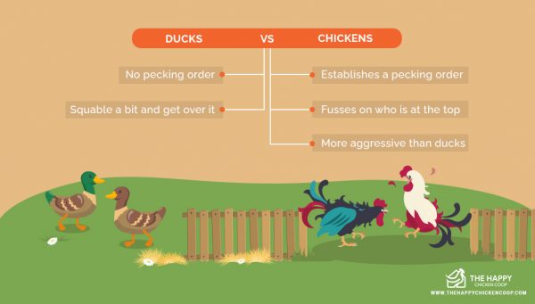 What You Should Know About Raising Chickens And Ducks Together