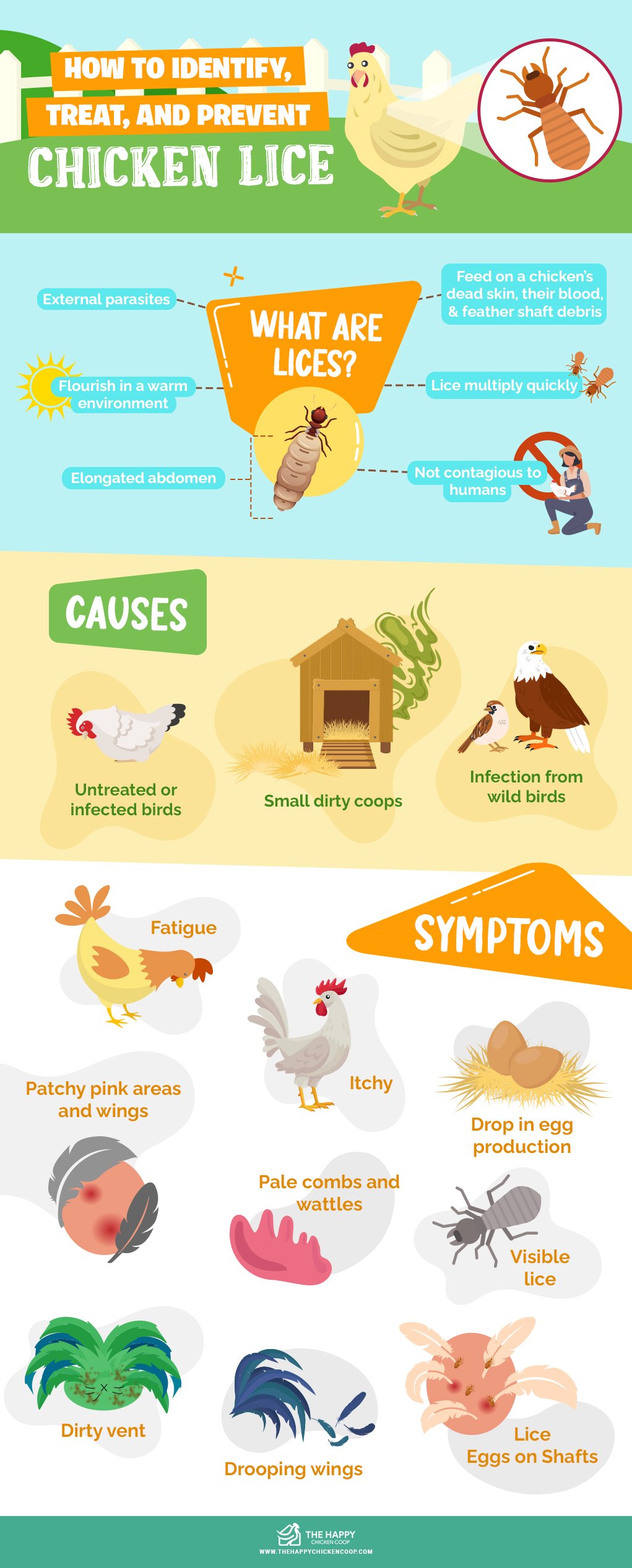 How To Identify Treat And Prevent Chicken Lice