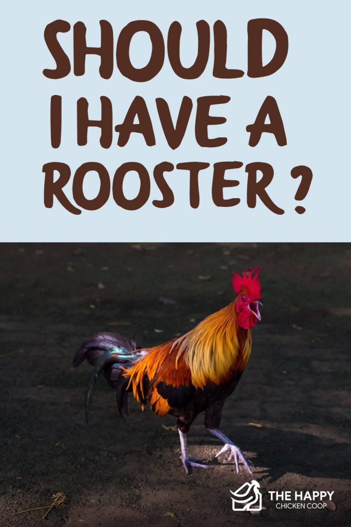 Should I Have A Rooster Learn The Pros And Cons The Happy Chicken Coop