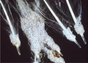 How To Identify, Treat, and Prevent Chicken Lice