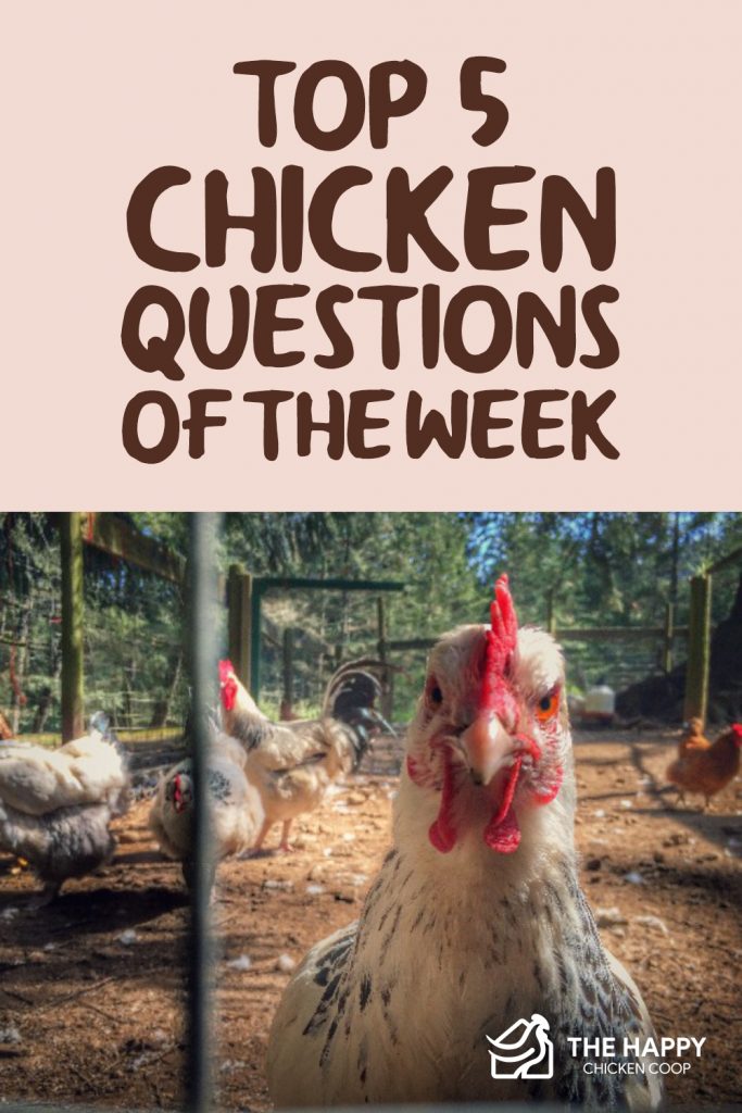 Top 5 Questions Of The Week - #24 - The Happy Chicken Coop