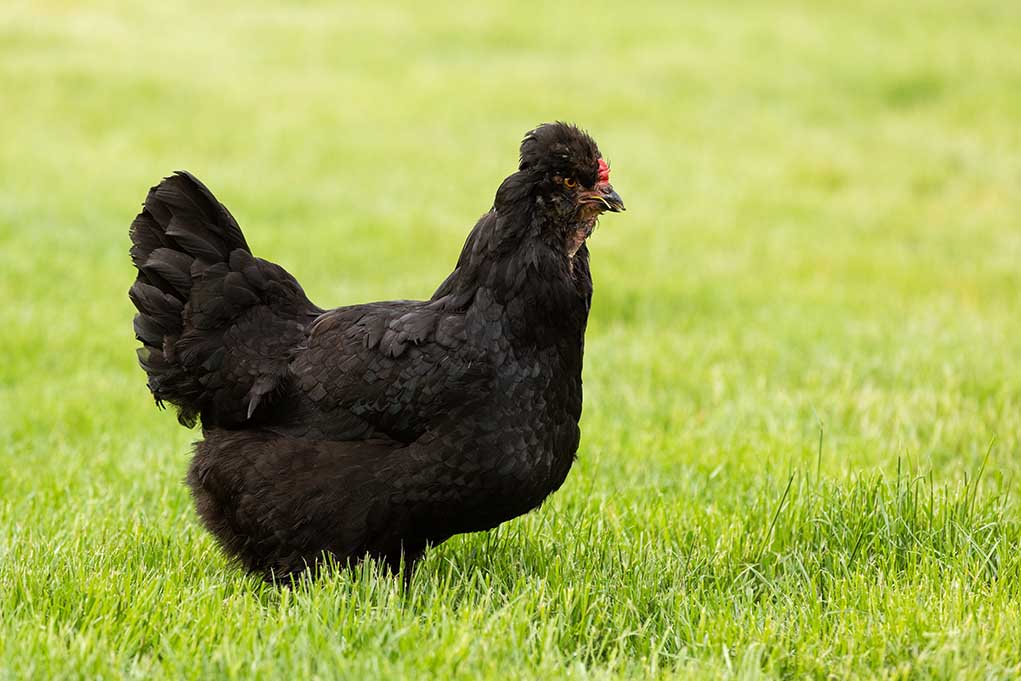 Polish Chickens: Temperament, Color and Egg Laying