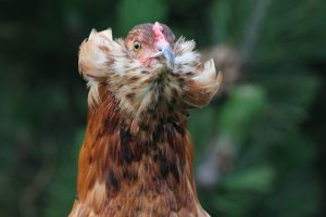Everything You Need To Know About Araucana Chickens - The Happy Chicken ...