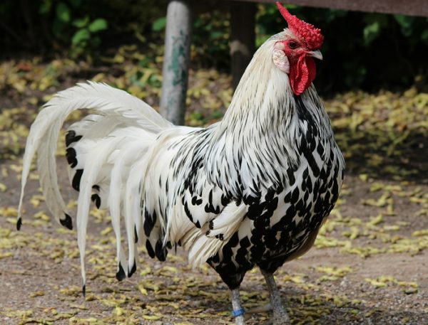 31 Best Desert Chicken Breeds - The Happy Chicken Coop