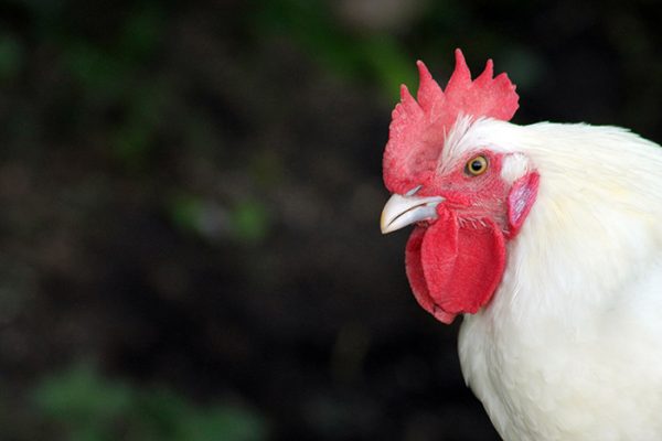 Bresse Chicken Breed: All You Need To Know