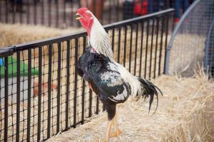 5 Chicken Breeds With Five Toes - The Happy Chicken Coop