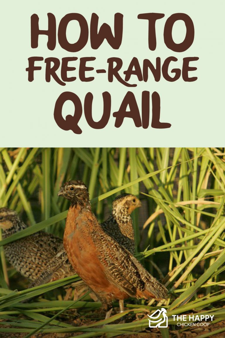 How to Free-Range Quail - The Happy Chicken Coop