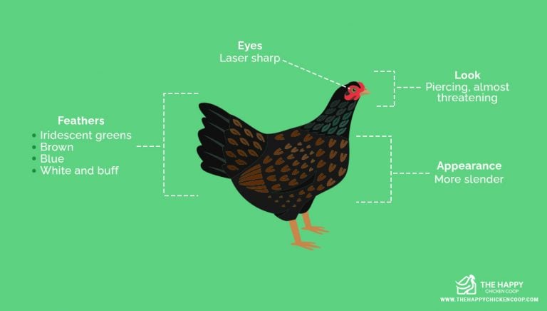 The Cornish Chicken Breed Profile – All You Need To Know - The Happy ...