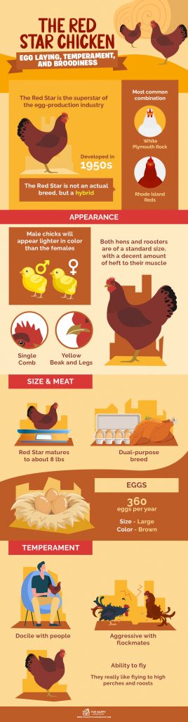 The Red Star Chicken: Egg Laying, Temperament, and Broodiness