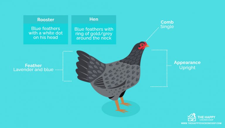 The Sapphire Gem Chicken: The Complete Info Guide - The Happy Chicken Coop