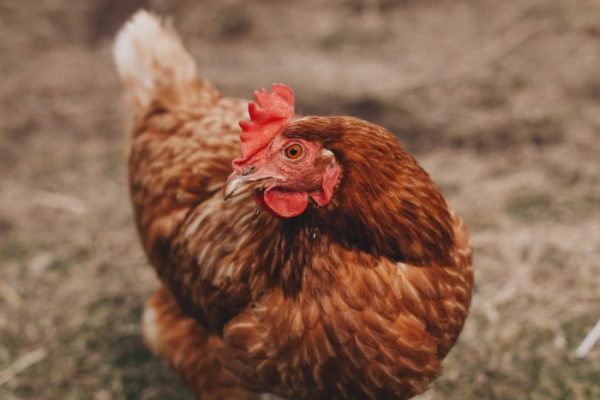 The Red Star Chicken: Egg Laying, Temperament, and Broodiness
