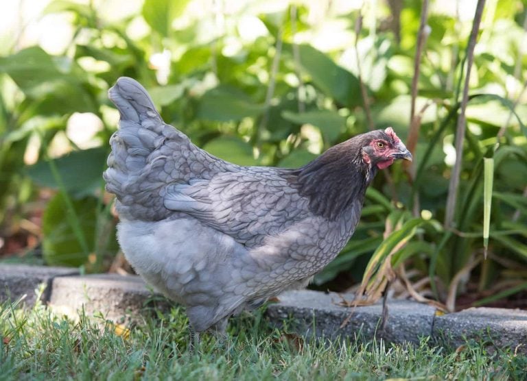 18 Grey Chicken Breeds - The Happy Chicken Coop