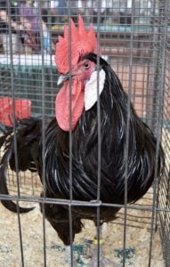 The Minorca Chicken: Egg Laying, Broodiness, and Temperament