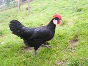 The Minorca Chicken: Egg Laying, Broodiness, and Temperament