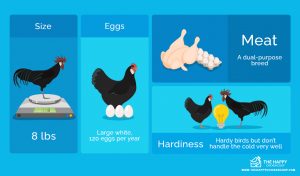 The Minorca Chicken: Egg Laying, Broodiness, and Temperament