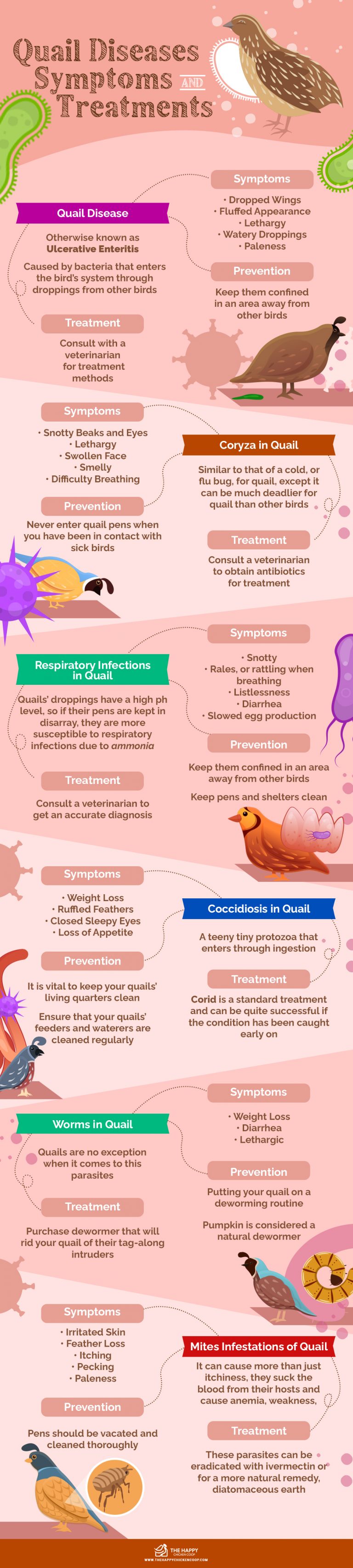 Quail Diseases Symptoms and Treatments - The Happy Chicken Coop