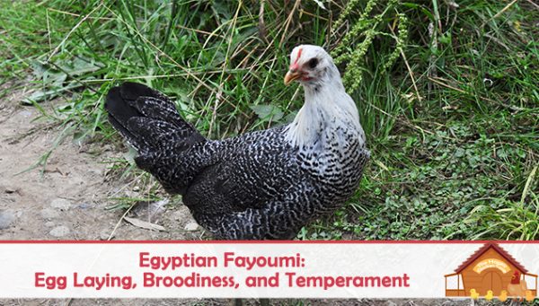 Egyptian Fayoumi: Egg Laying, Broodiness, and Temperament - The Happy ...