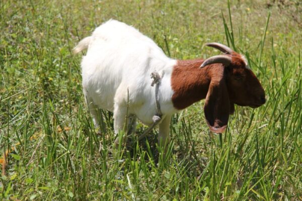15 Floppy Eared Goat Breeds You'll Love