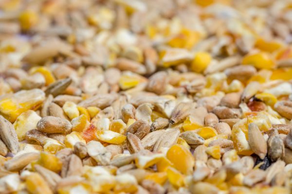 The Ultimate Guide to Making Your Own Chicken Feed [2025 Guide]