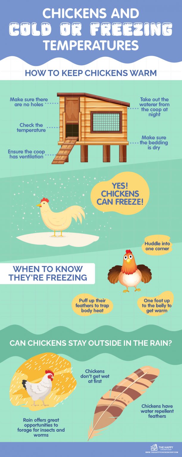 Chickens And Cold or Freezing Temperatures - The Happy Chicken Coop