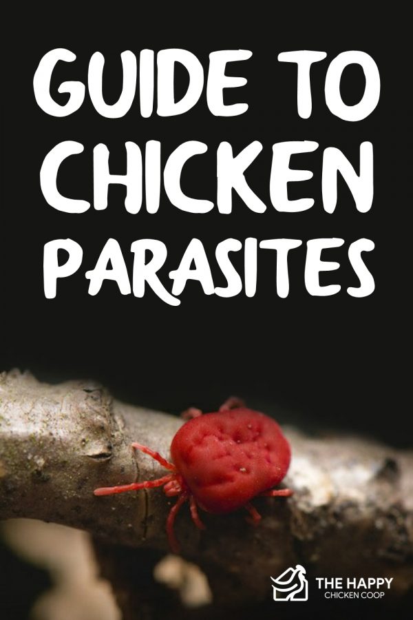 The Complete Guide To Chicken Parasites - The Happy Chicken Coop