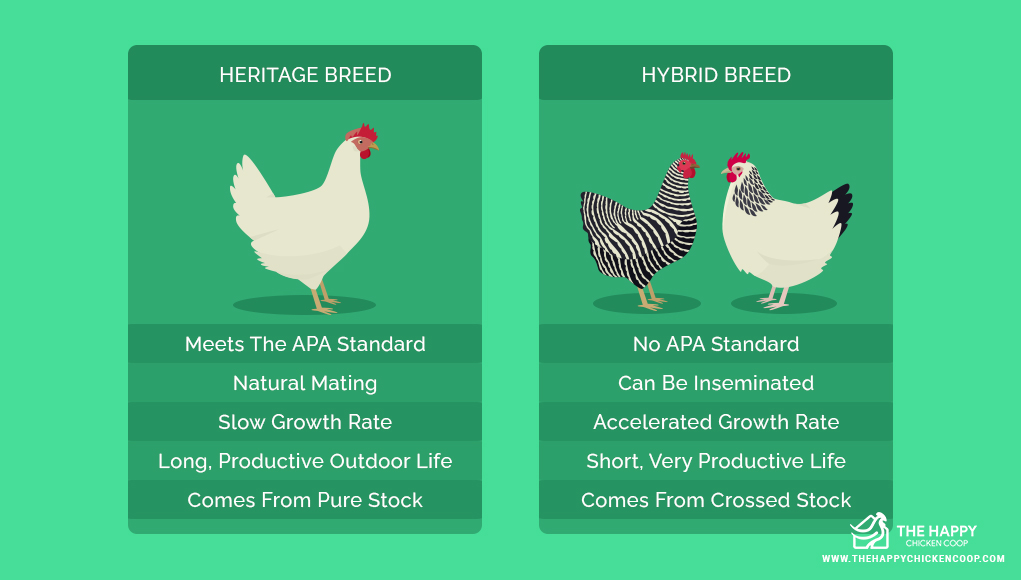 How Long Will My Hens Live For The Happy Chicken Coop 2022 