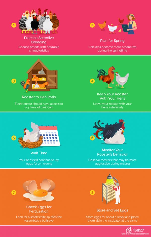 8 Simple Tips for Breeding Chickens - The Happy Chicken Coop