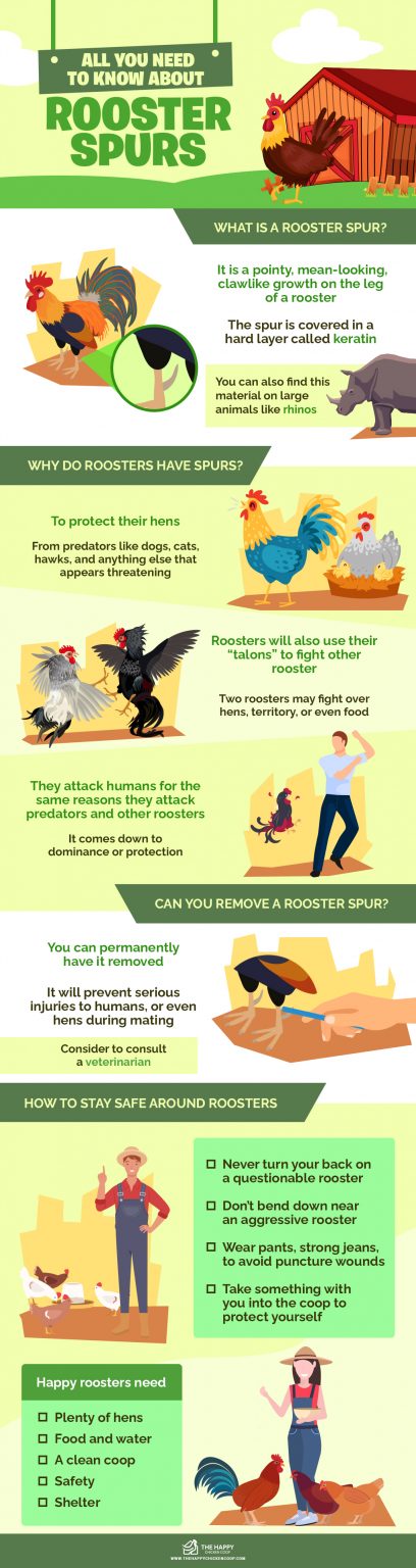 All You Need To Know About Rooster Spurs - The Happy Chicken Coop