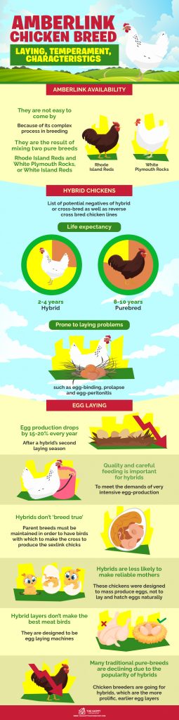 Amberlink Chicken Breed - Laying, Temperament, Characteristics